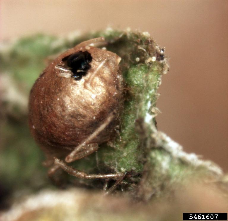 biological control (general)