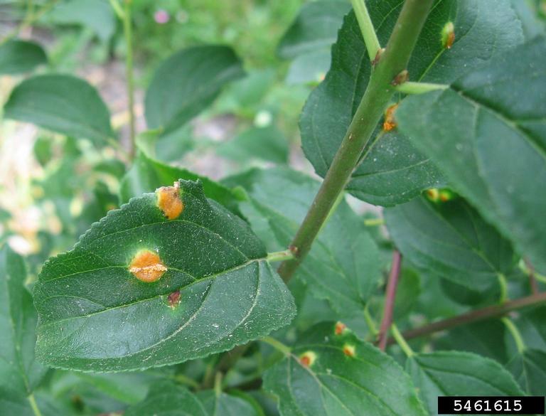 puccinia rusts (Genus Puccinia Pers.)