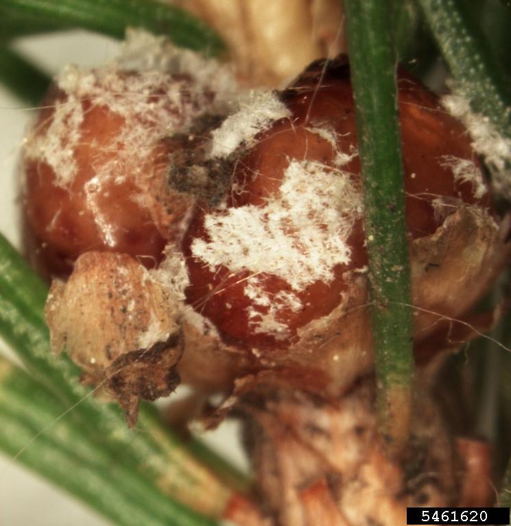 spruce bud scale (Physokermes piceae)