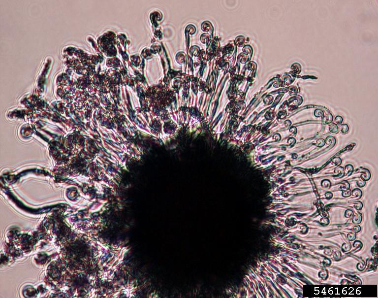 powdery mildew (Genus Uncinula)