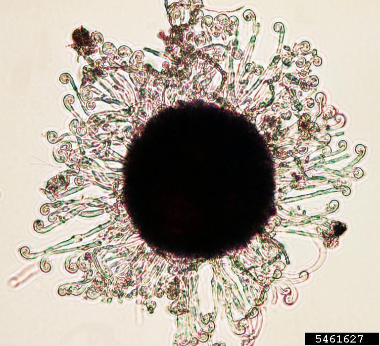 powdery mildew (Genus Uncinula)