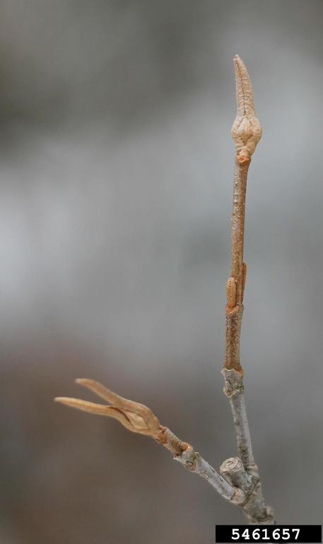 withe-rod (Viburnum nudum var. cassinoides)