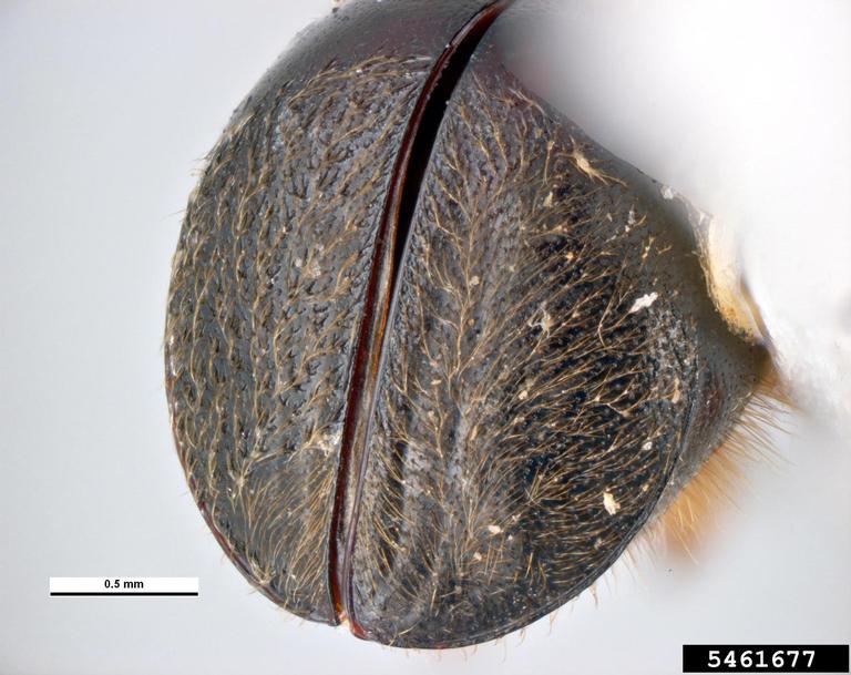 ambrosia beetle (Xylosandrus fijianus (Schedl, 1938))