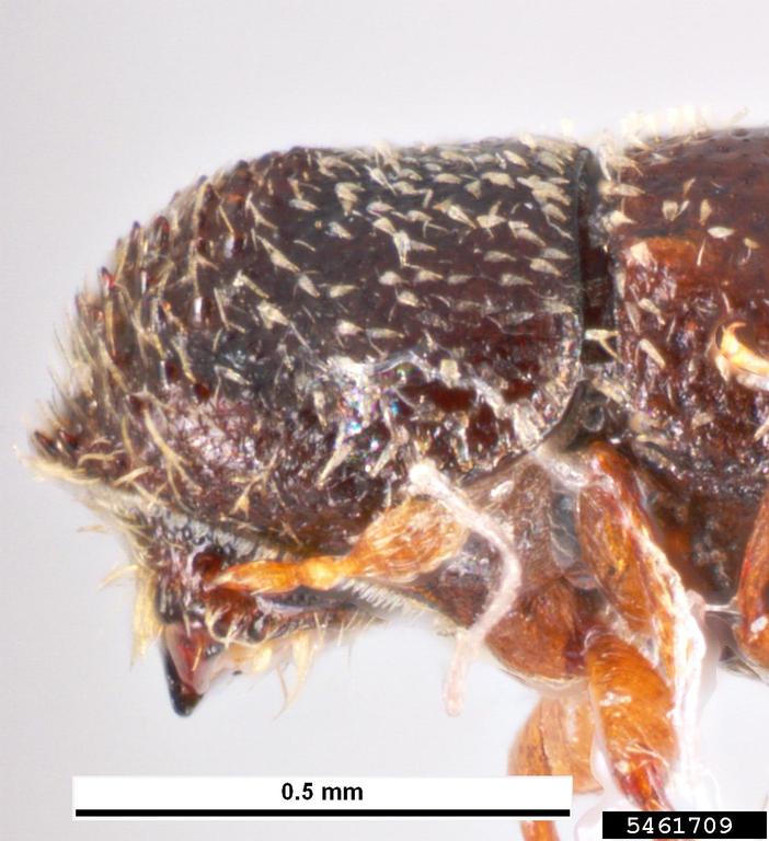 apple twig beetle (Hypothenemus obscurus (Fabricius, 1801))