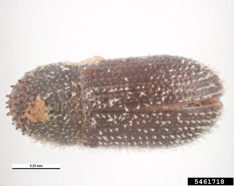 bark beetle (Hypothenemus eruditus Westwood, 1836)