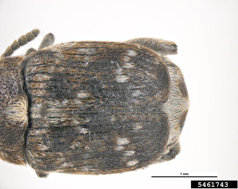 lentil weevil (Bruchus lentis)