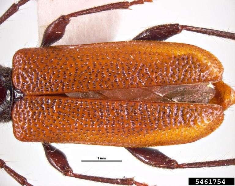 Japanese cedar longhorn beetle (Callidiellum rufipenne)