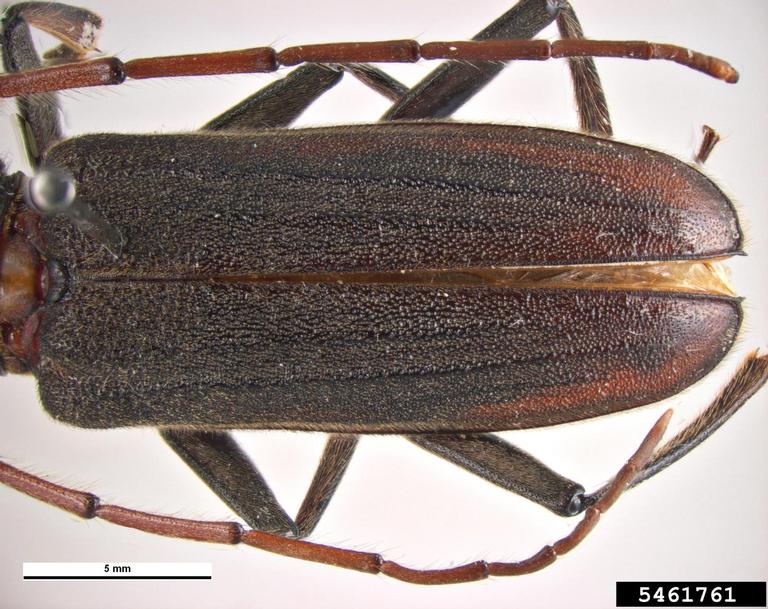 kulsi teak borer (Stromatium barbatum (Fabricius, 1775))