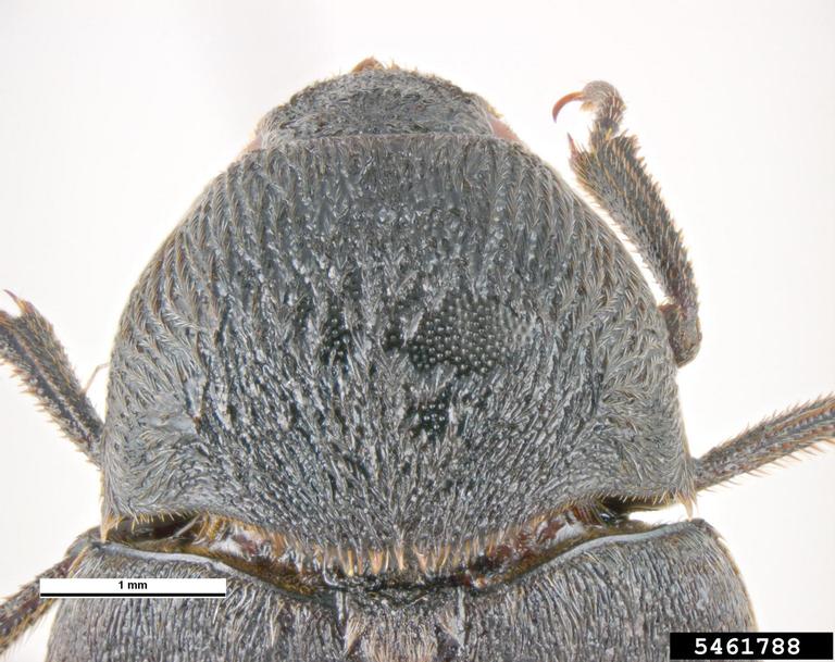 hide beetle (Dermestes frischi)