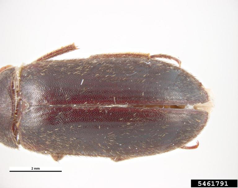 hide beetle (Dermestes peruvianus Laporte, 1840)