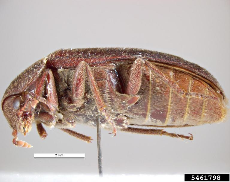 hide beetle (Dermestes peruvianus Laporte, 1840)