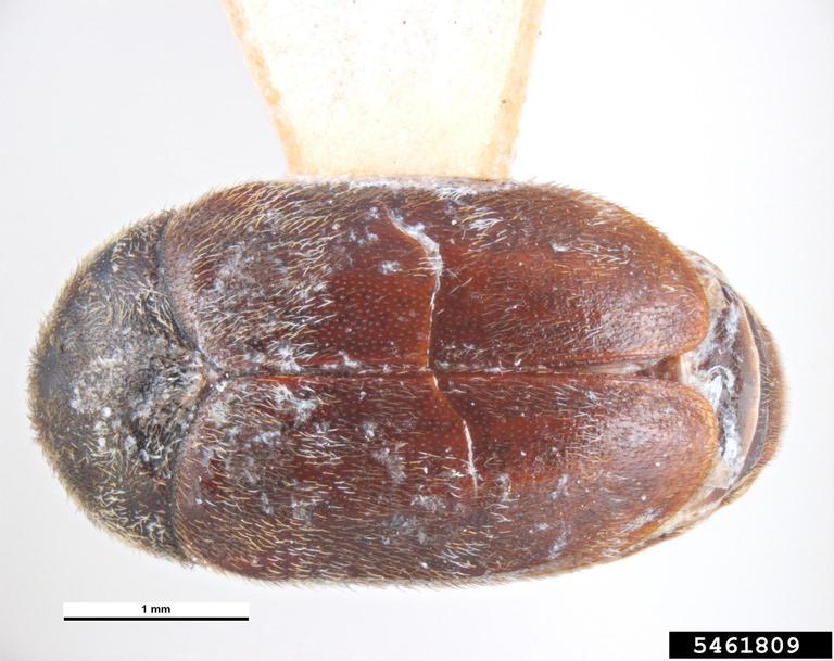 glabrous cabinet beetle (Trogoderma glabrum (Herbst, 1783))