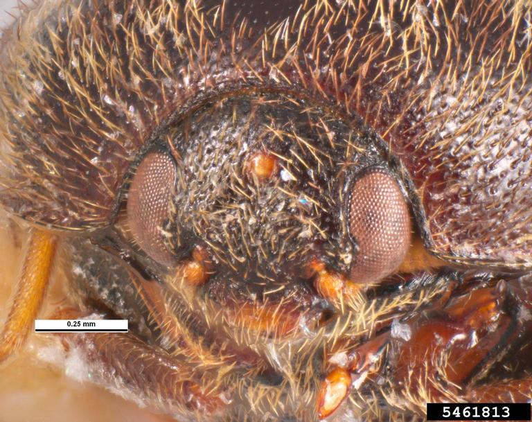 glabrous cabinet beetle (Trogoderma glabrum)