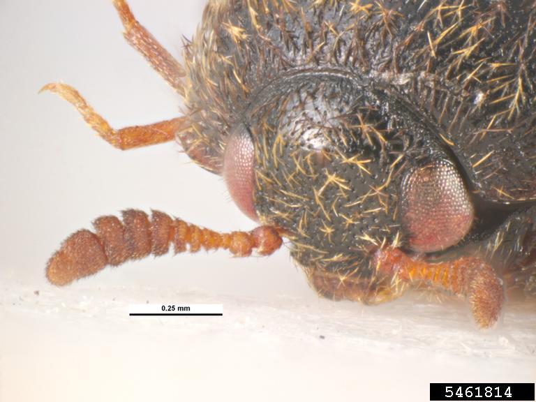 glabrous cabinet beetle (Trogoderma glabrum)