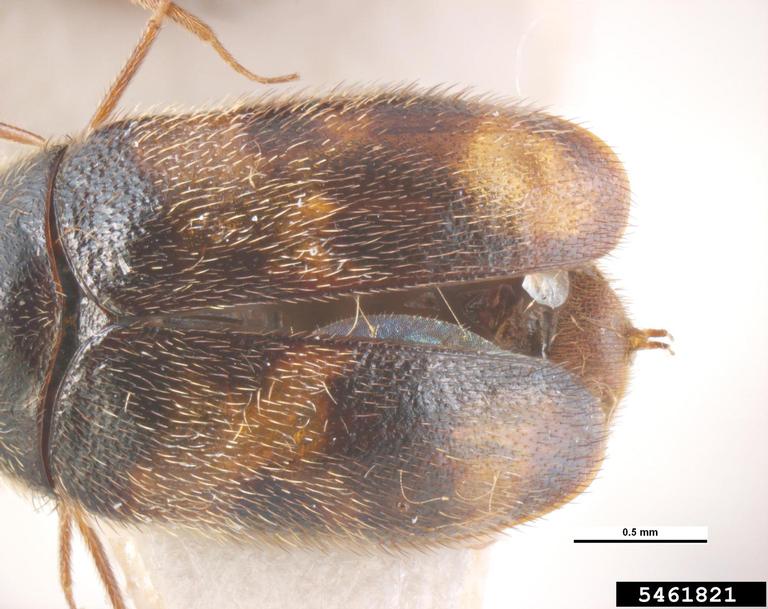 tiny cabinet beetle (Trogoderma grassmani Beal, 1954)