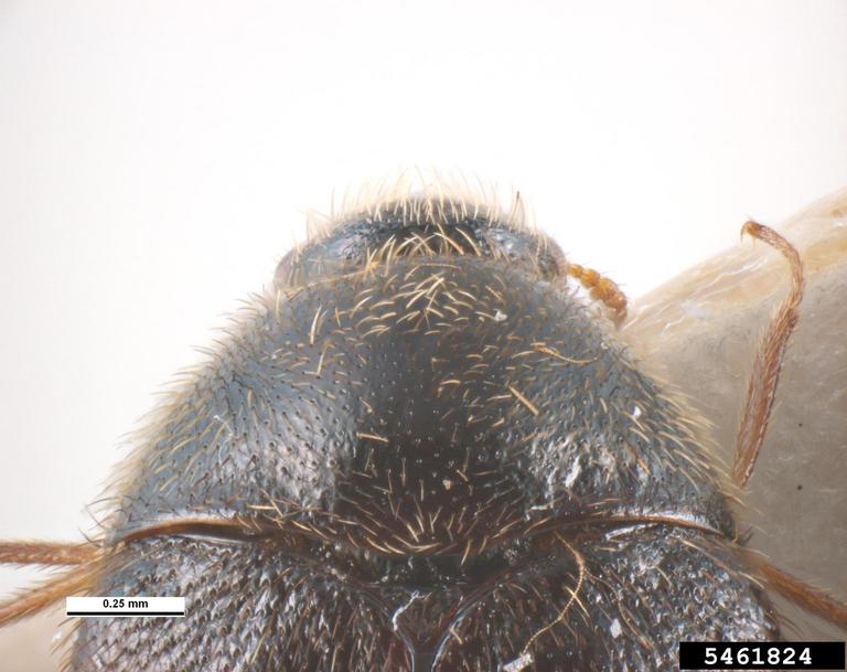 tiny cabinet beetle (Trogoderma grassmani)