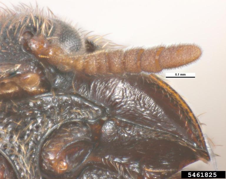 larger cabinet beetle (Trogoderma inclusum LeConte, 1854)