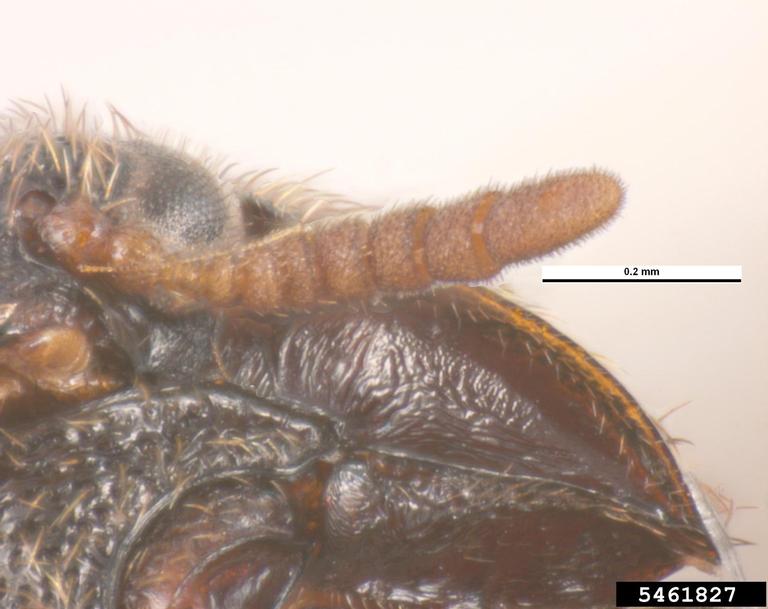 larger cabinet beetle, Trogoderma inclusum (Coleoptera: Dermestidae ...