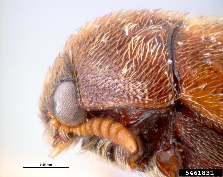 larger cabinet beetle, Trogoderma inclusum (Coleoptera: Dermestidae ...