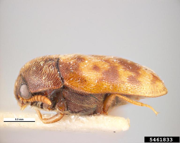 larger cabinet beetle (Trogoderma inclusum LeConte, 1854)