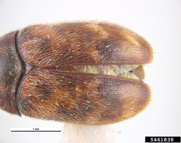 Dermestid beetle (Trogoderma simplex Jayne, 1882)