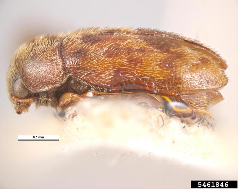 Dermestid beetle (Trogoderma sternale)