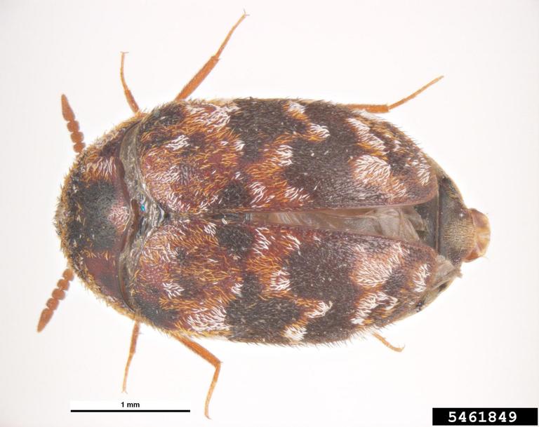 Trogoderma dermestid beetle (Trogoderma versicolor (Creutzer, 1799))