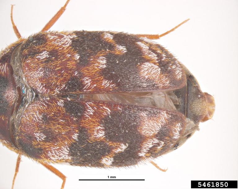 Trogoderma dermestid beetle (Trogoderma versicolor (Creutzer, 1799))