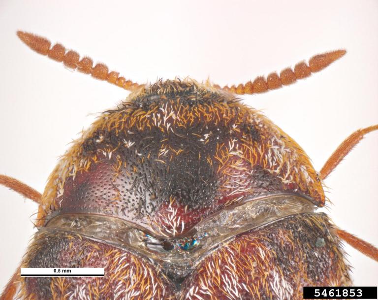 Trogoderma dermestid beetle (Trogoderma versicolor (Creutzer, 1799))