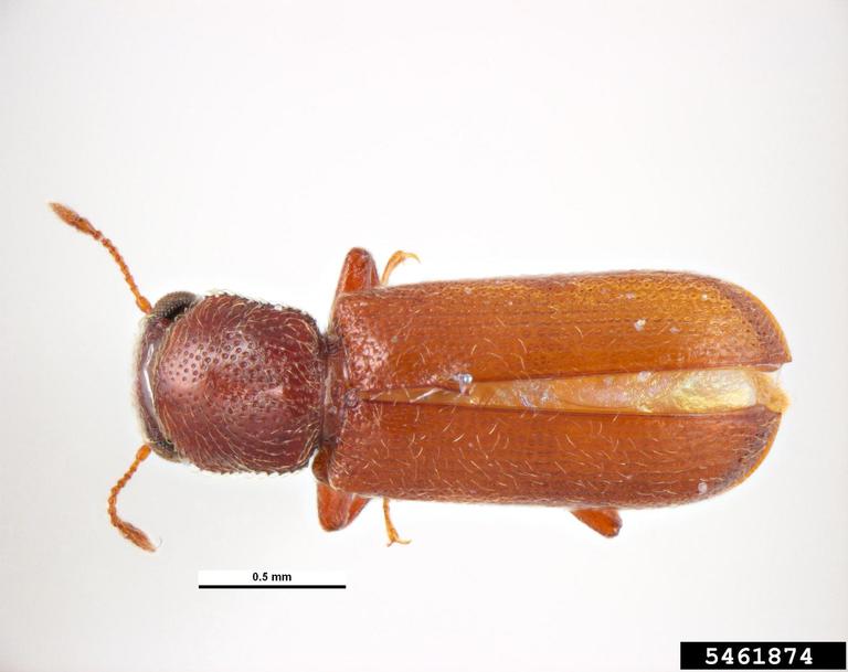 powderpost beetle (Lyctus discedens Blackburn, 1888)