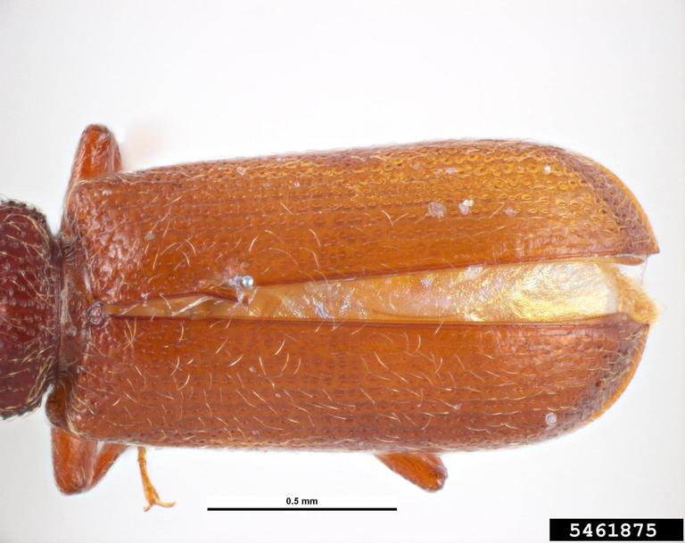 powderpost beetle (Lyctus discedens Blackburn, 1888)