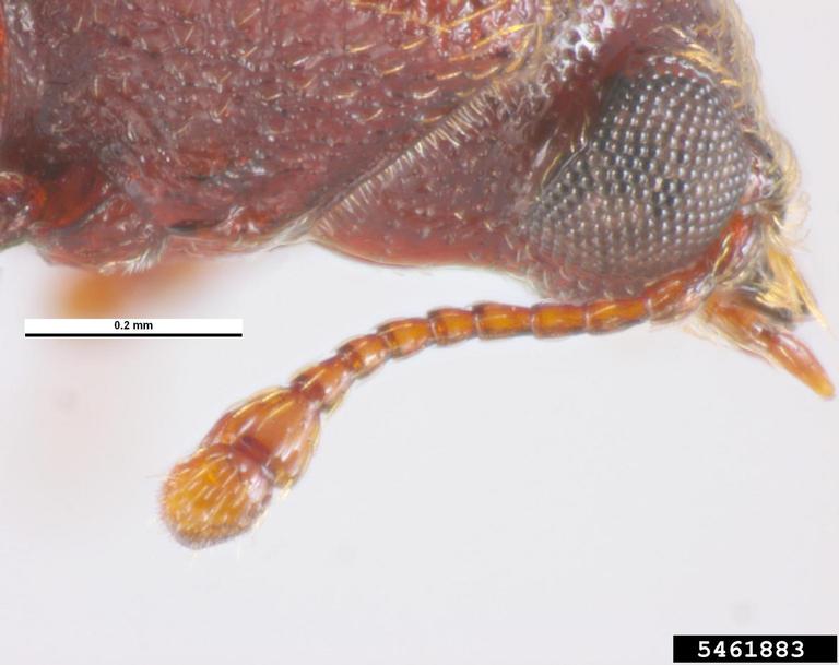 powderpost beetle (Lyctus hipposideros Lesne, 1908)