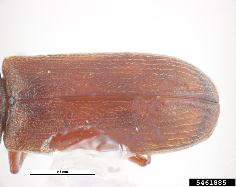 powderpost beetle (Lyctus hipposideros Lesne, 1908)