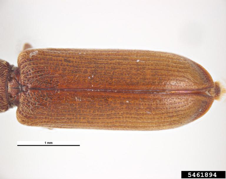 Chinese powderpost beetle (Lyctus sinensis Lesne, 1911)