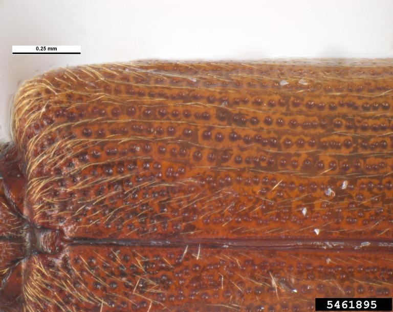 Chinese powderpost beetle (Lyctus sinensis)