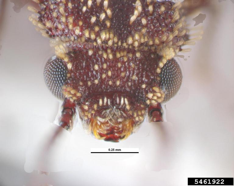 powderpost beetle (Minthea reticulata Lesne, 1931)