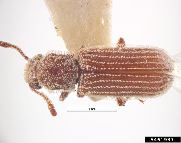 hairy powderpost beetle (Minthea rugicollis)