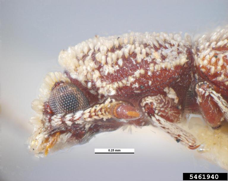 hairy powderpost beetle (Minthea rugicollis)
