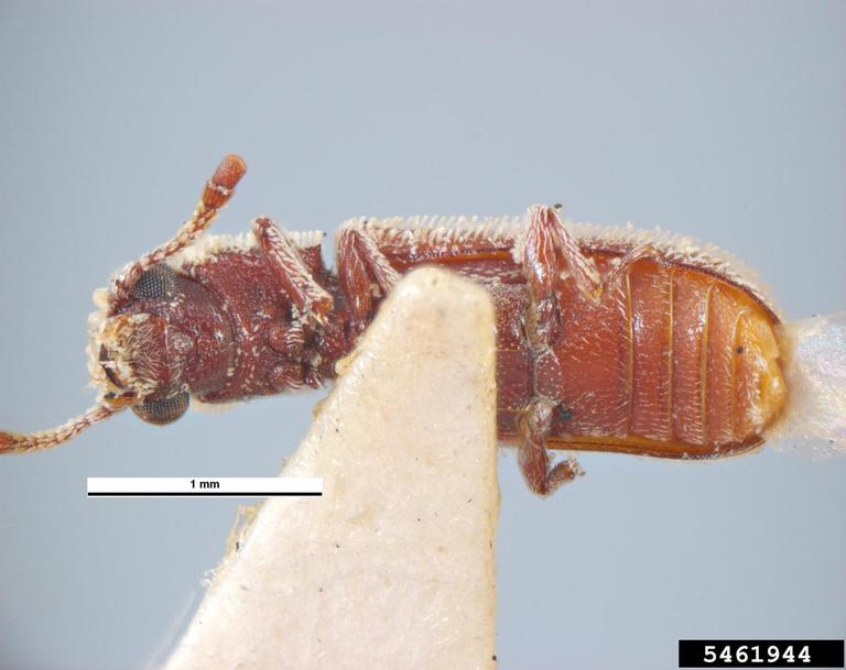 hairy powderpost beetle (Minthea rugicollis)