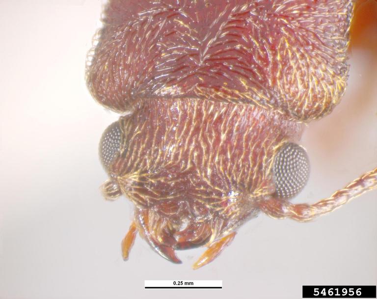 powderpost beetle (Trogoxylon praeustum)