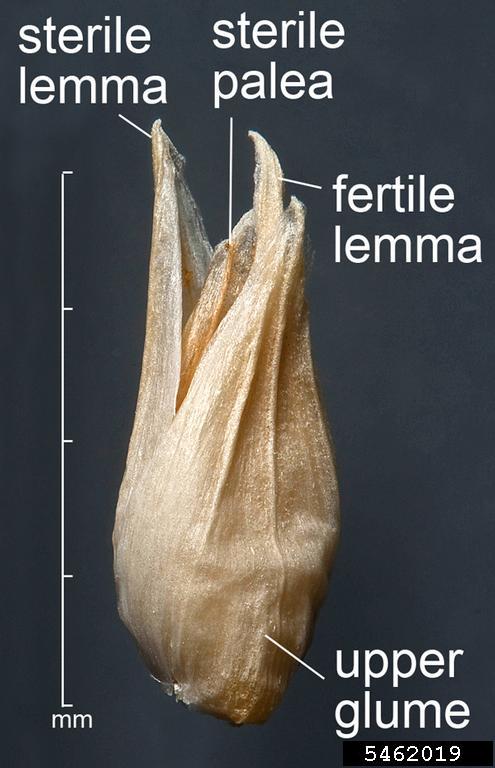 field sandbur (Cenchrus spinifex)