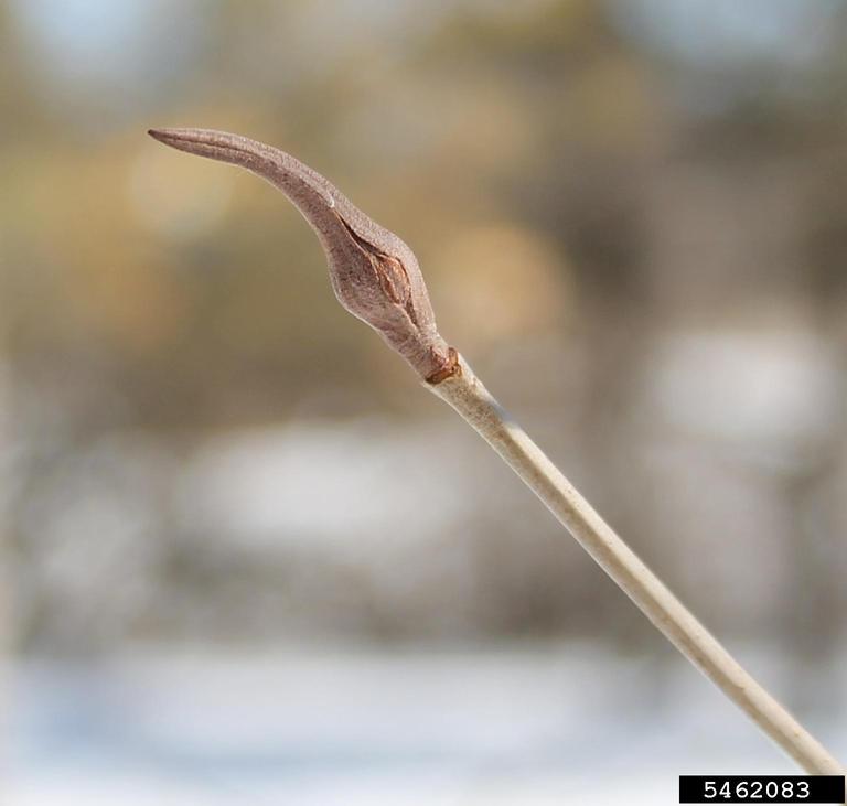 nannyberry (Viburnum lentago)