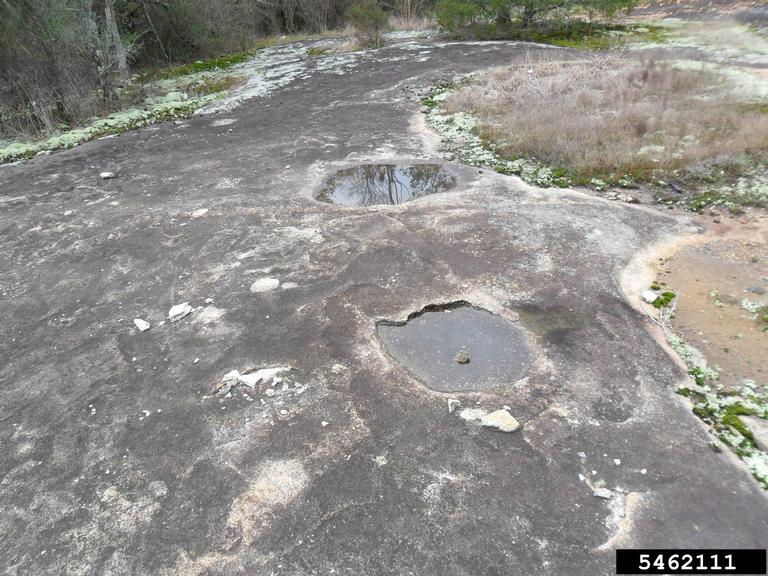 Granite outcrop habitat
