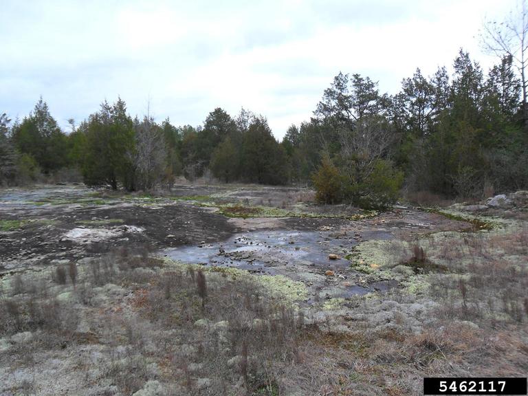 Granite outcrop habitat