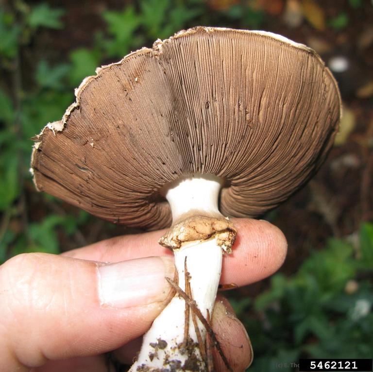 Armillaria root rots (Genus Armillaria (Fr.:Fr) Staude)