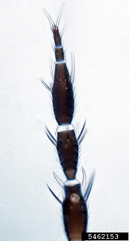 thrips (Frankliniella fallaciosa)