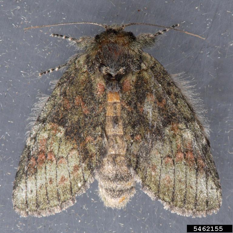 saddled prominent (Heterocampa guttivitta (Walker))