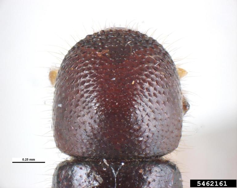ambrosia beetle (Ambrosiodmus asperatus (Blandford, 1895))