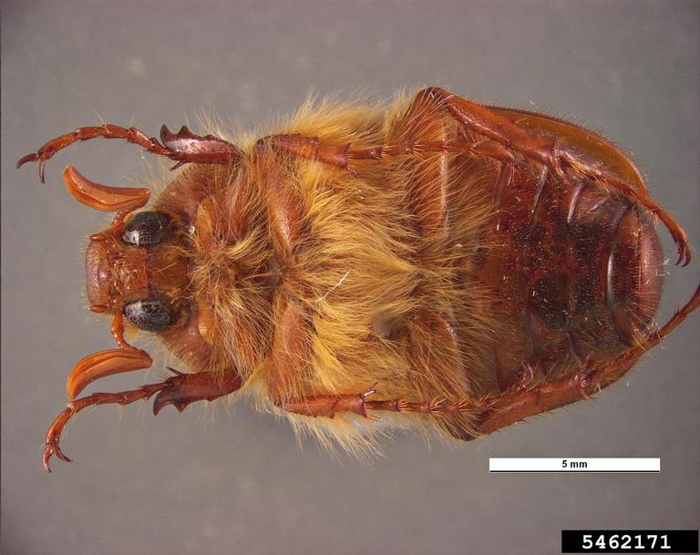 April beetle (Holochelus aequinoctialis (Herbst, 1790))