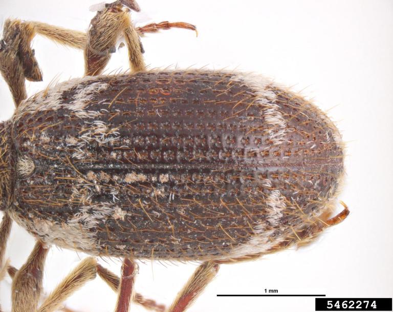 spider beetle (Ptinus japonicus Reitter, 1877)